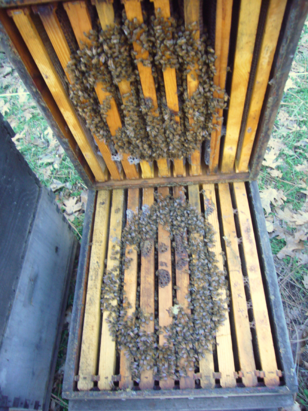 Understanding Colony Buildup and Decline: Part 3 - The "Spring Turnover ...