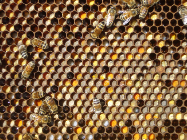 When To Feed Pollen Sub - Scientific Beekeeping