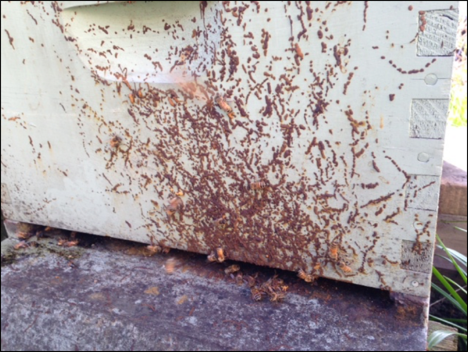 The Nosema Problem: Part 1 - It’s “Common Knowledge” that Nosema Causes ...