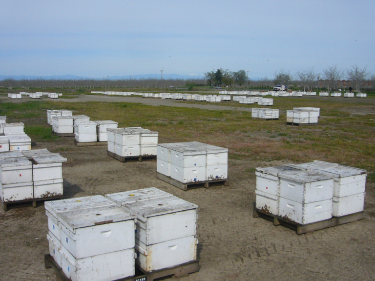 commercial beekeeping Archives - Scientific Beekeeping