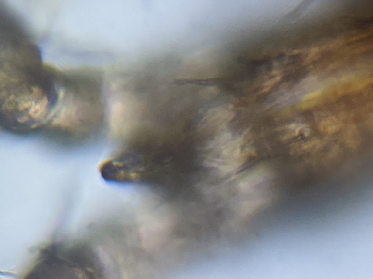 Refining the Mite Wash: Part 2 - Mite Release - Scientific Beekeeping