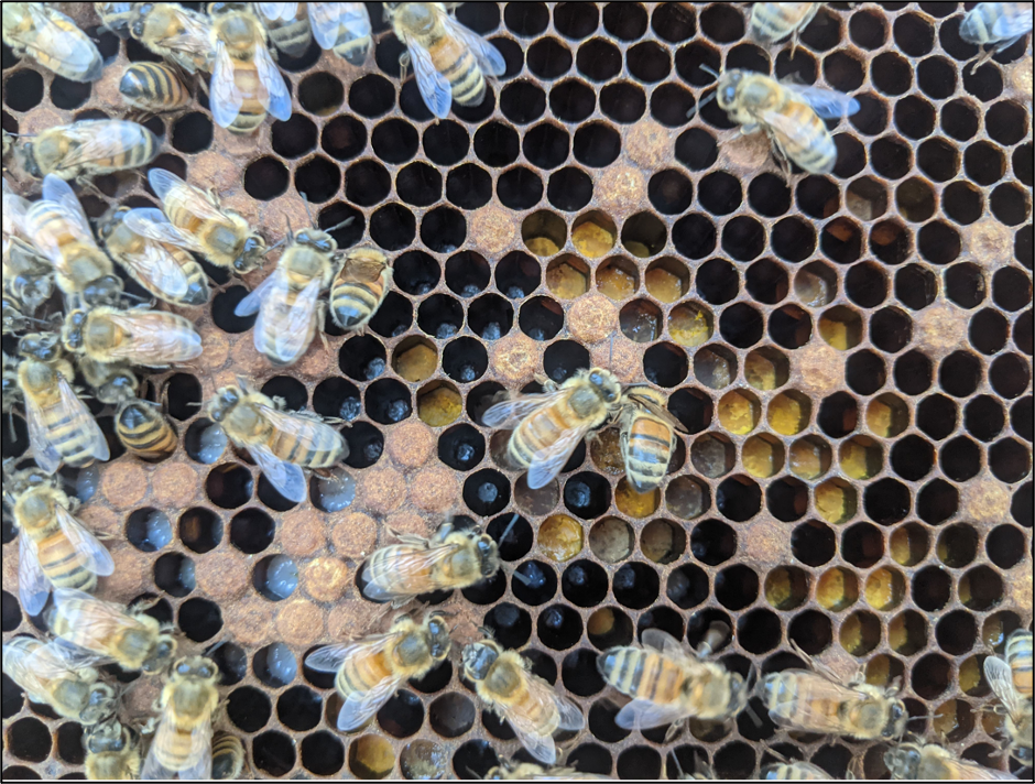 Observations on Pollen Subs: Part 3-Placement of the Pollen ...