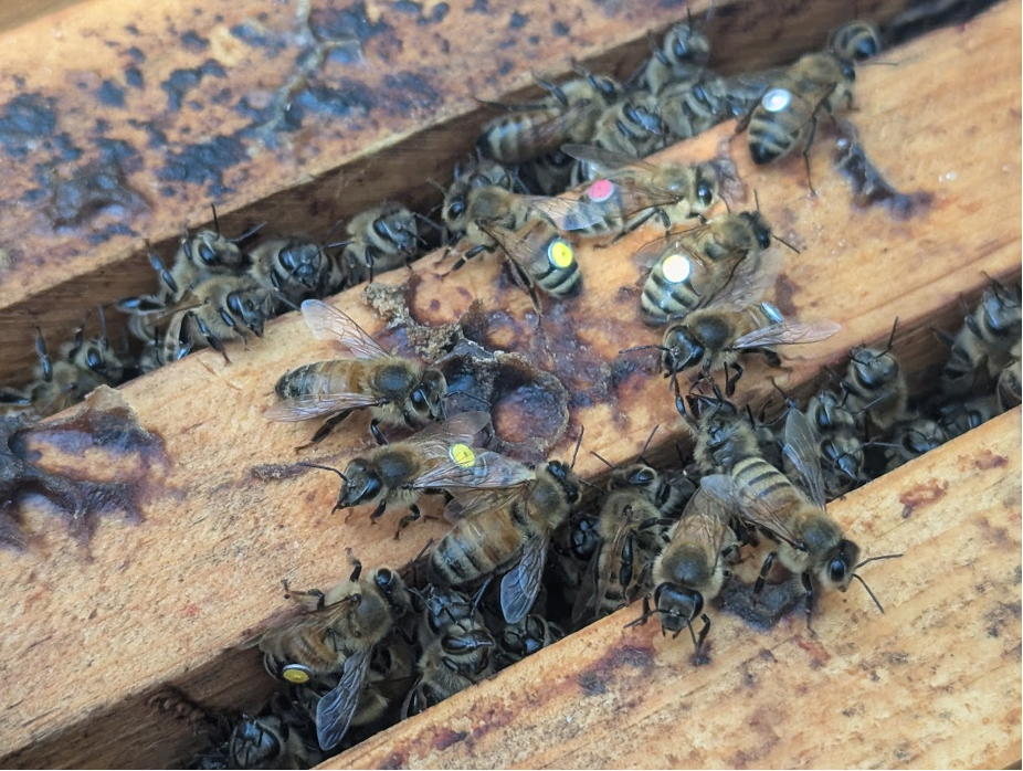 Robbing Screens: Part 8- Do They Work in Concert with Guard Bees ...