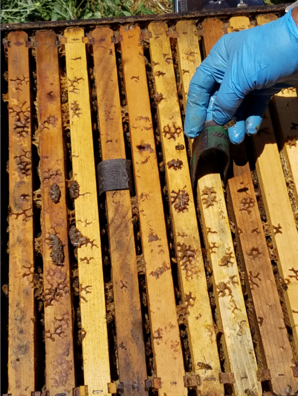 Beyond Taktic® -Beekeeper-Funded Research - Scientific Beekeeping