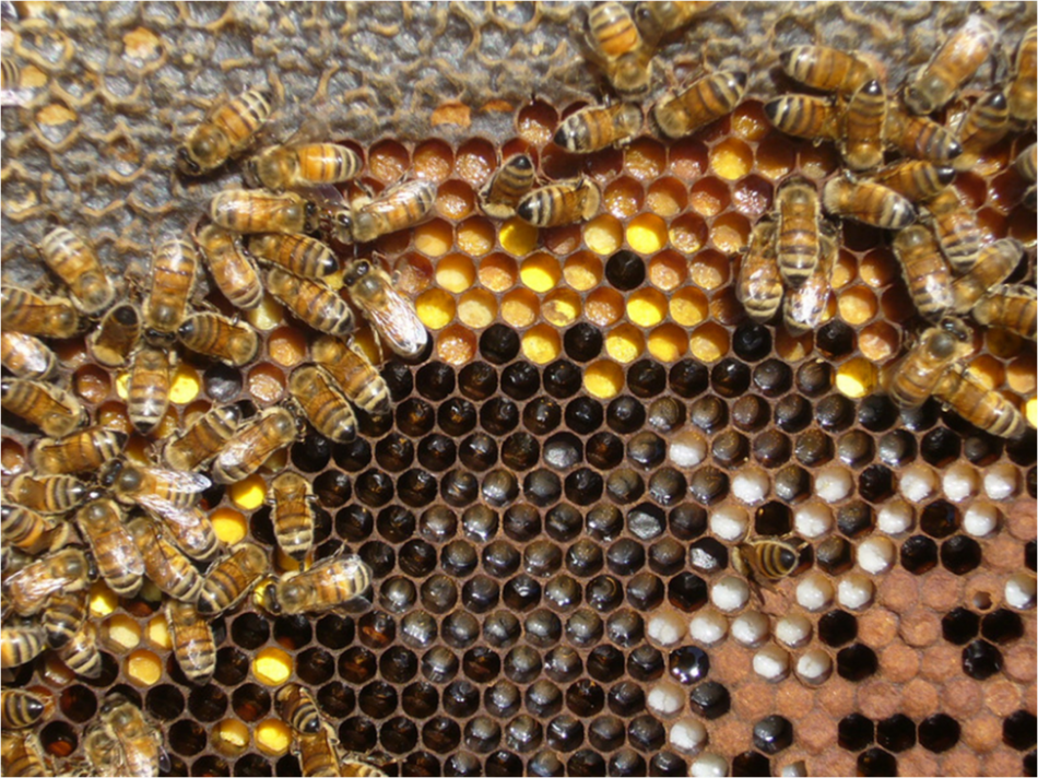 sick bees Archives - Scientific Beekeeping
