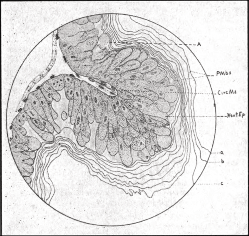 The Nosema Problem: Part 6 - Treatment - Scientific Beekeeping