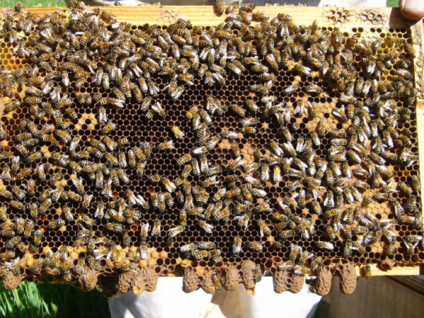 Understanding Colony Buildup and Decline: Part 7a - The Swarming ...