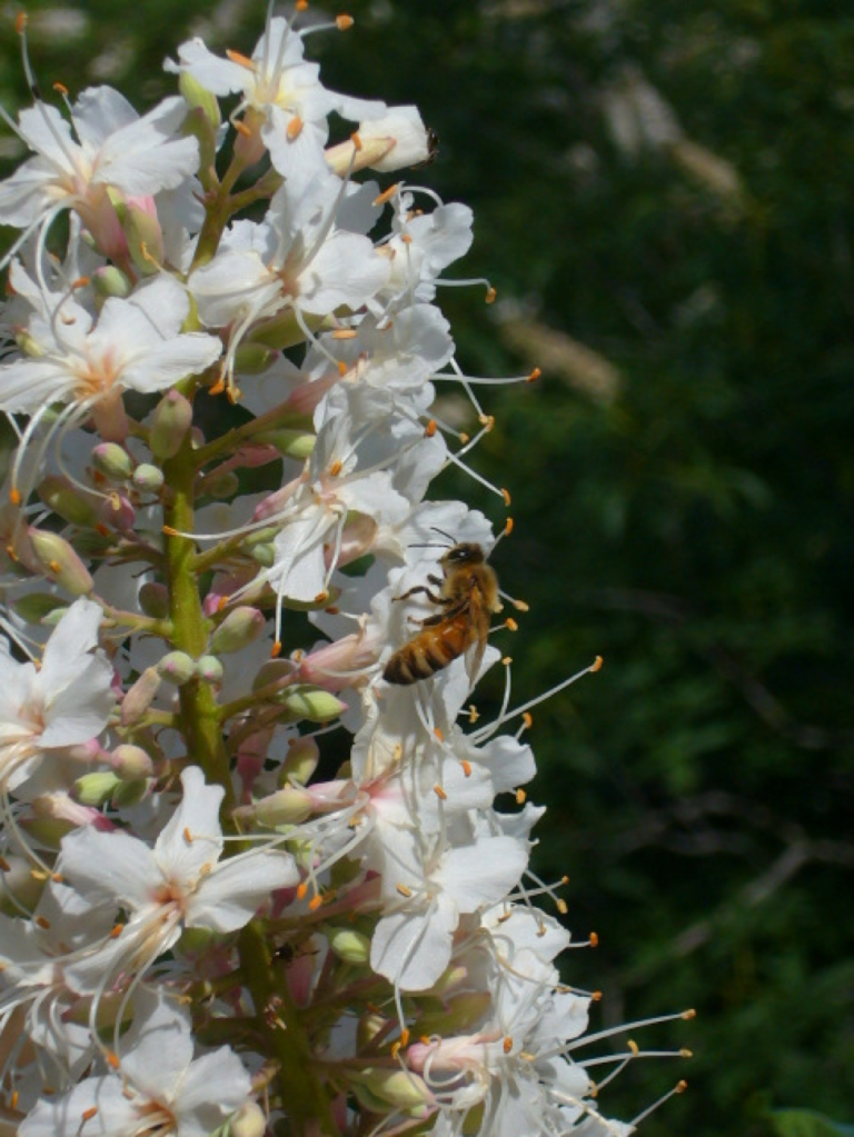 Sick Bees - Part 1 - Scientific Beekeeping
