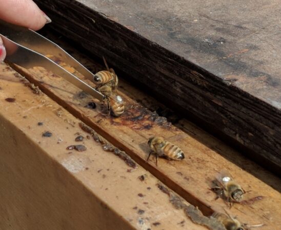 A Study on Bee and Mite Drift: Part 2 - Scientific Beekeeping