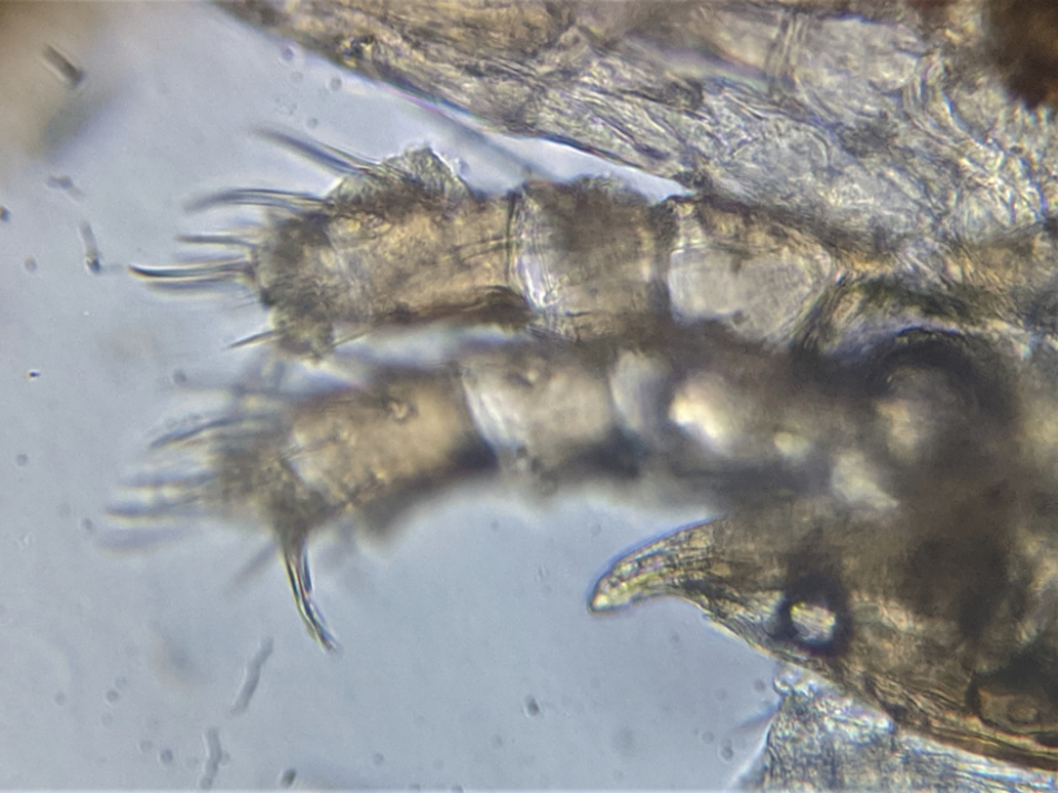 Refining the Mite Wash: Part 2 - Mite Release - Scientific Beekeeping