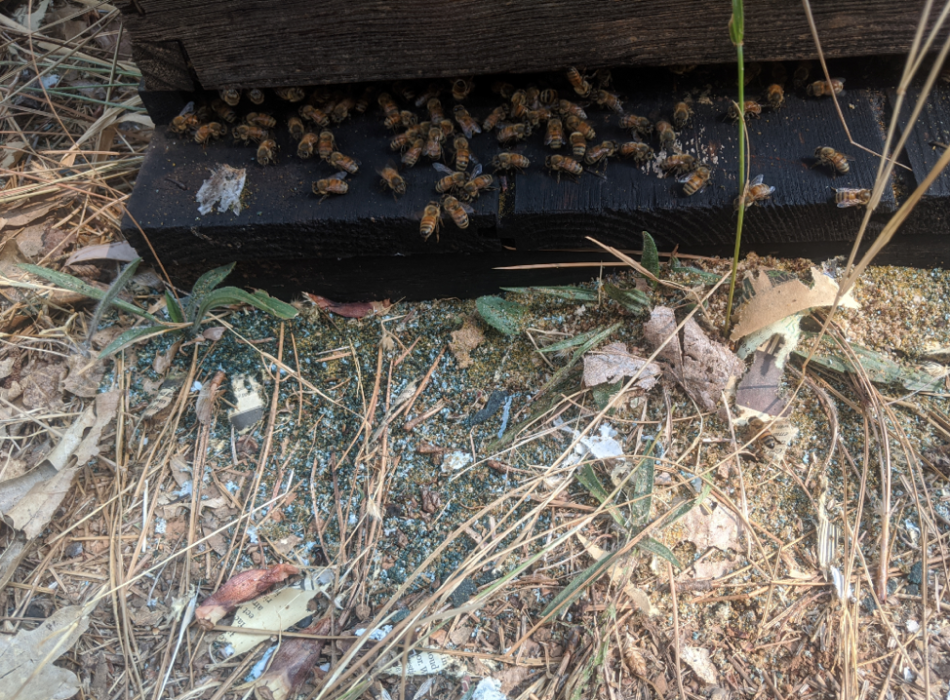 A Comparative Trial of the Pollen Subs 2020: Part 1 - Scientific Beekeeping
