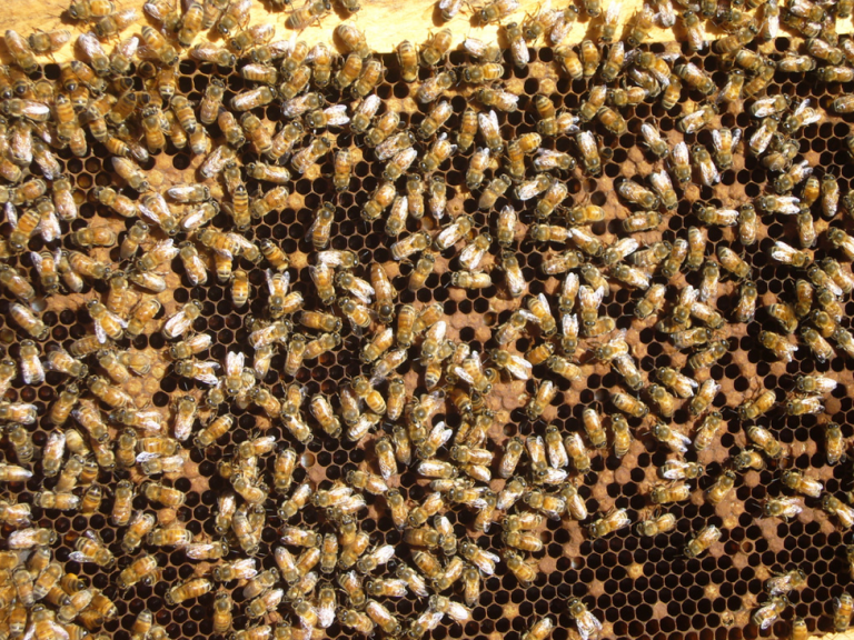 What Happened To The Bees This Spring? (Part 1 & 2) - Scientific Beekeeping