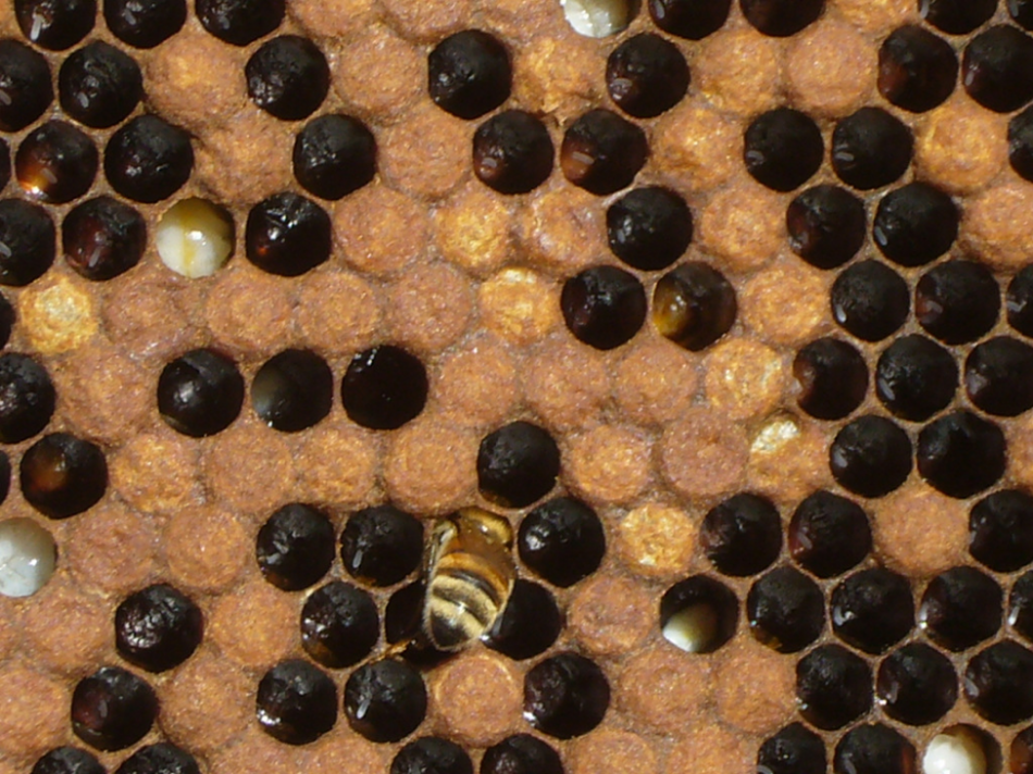 What Happened To The Bees This Spring? (Part 1 & 2) - Scientific Beekeeping