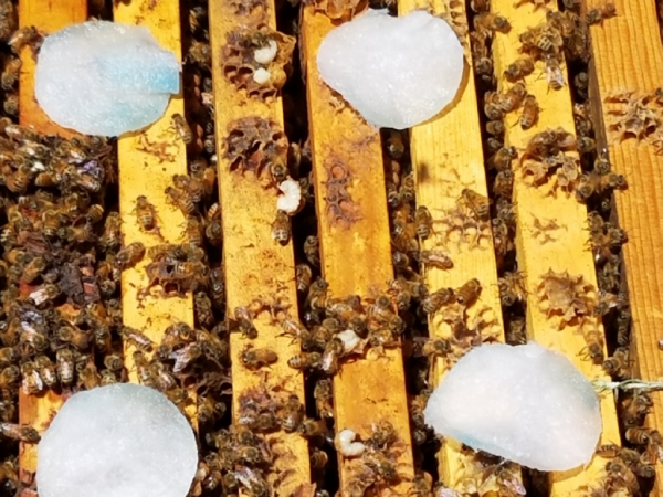 Beyond Taktic® -Beekeeper-Funded Research - Scientific Beekeeping