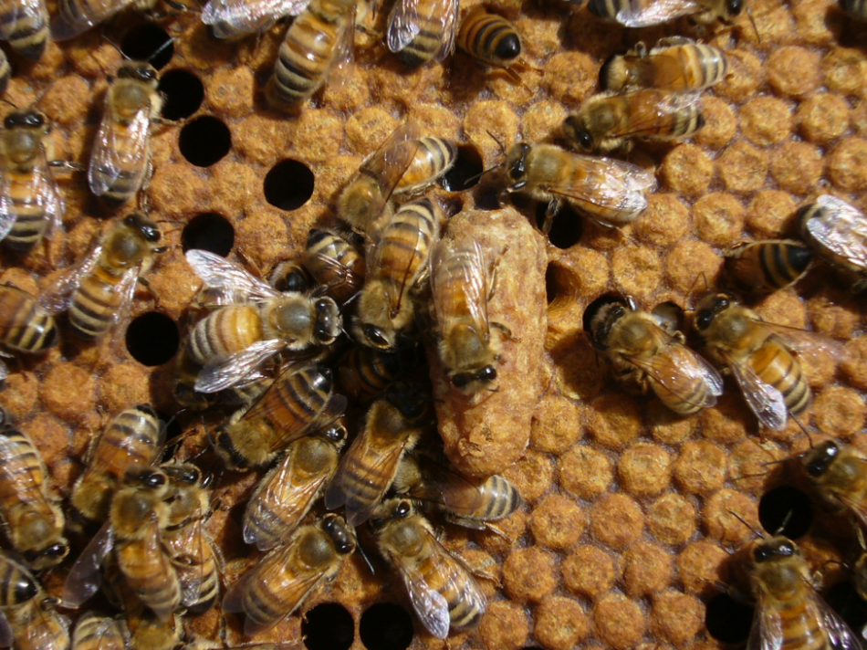 Understanding Colony Buildup and Decline: Part 7a - The Swarming ...