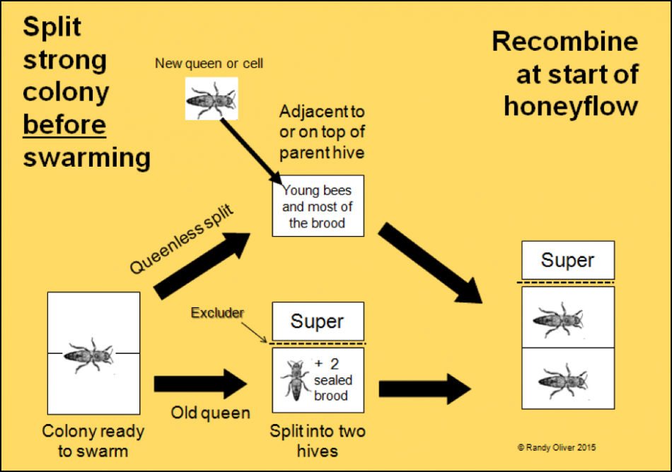 Understanding Colony Buildup and Decline: Part 7b - Minimizing Swarming ...