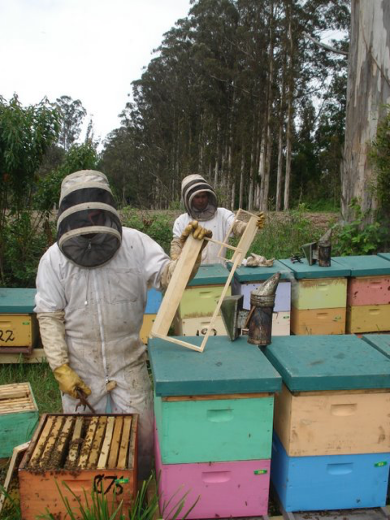 Powdered Sugar Dusting - Sweet and Safe, but Does it Really Work? Part ...