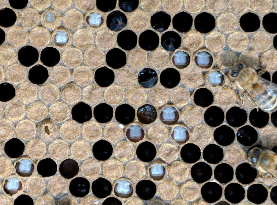 Guessing the Future of Varroa: Part 2 - Ways that Bees Can Manage the ...