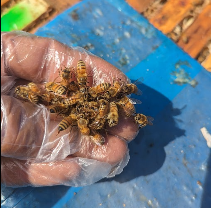 Experimenting with Formic Acid - Scientific Beekeeping