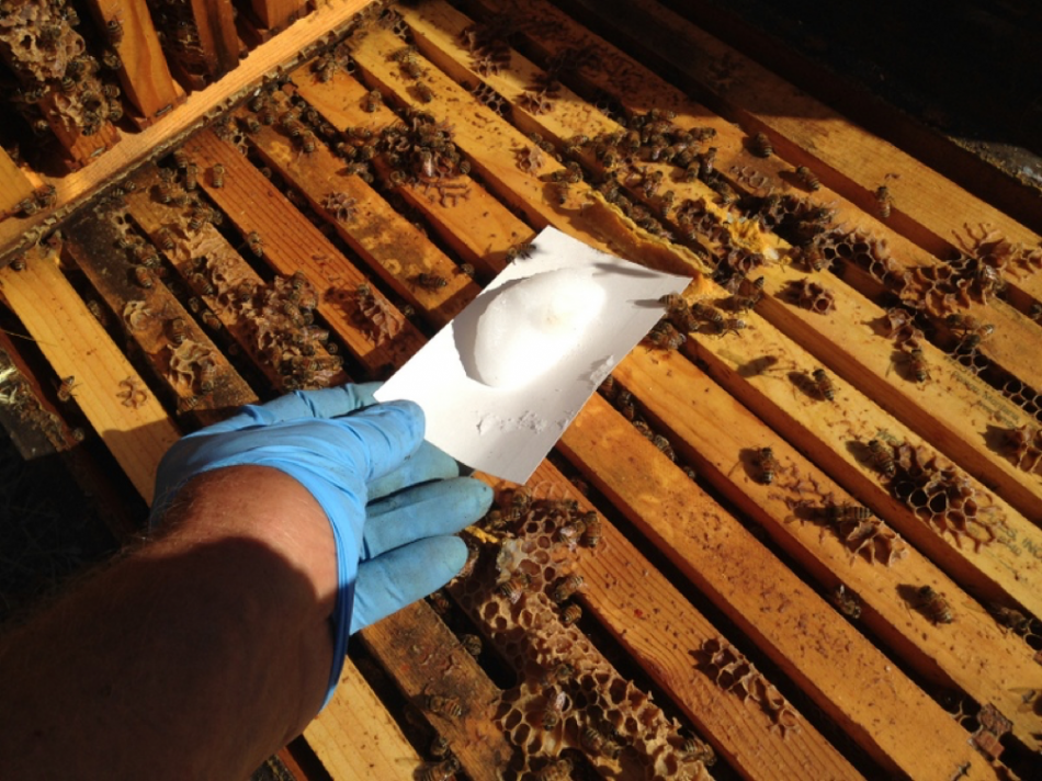 A Test of Late-Summer Varroa Treatments - Scientific Beekeeping