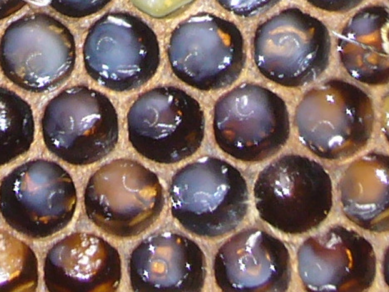 When To Feed Pollen Sub - Scientific Beekeeping