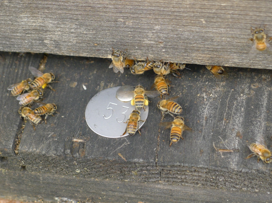 Selective Breeding for Mite Resistance: Walking the Walk - Scientific ...