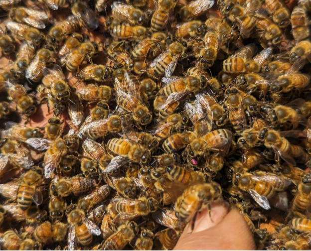 Experimenting with Formic Acid - Scientific Beekeeping
