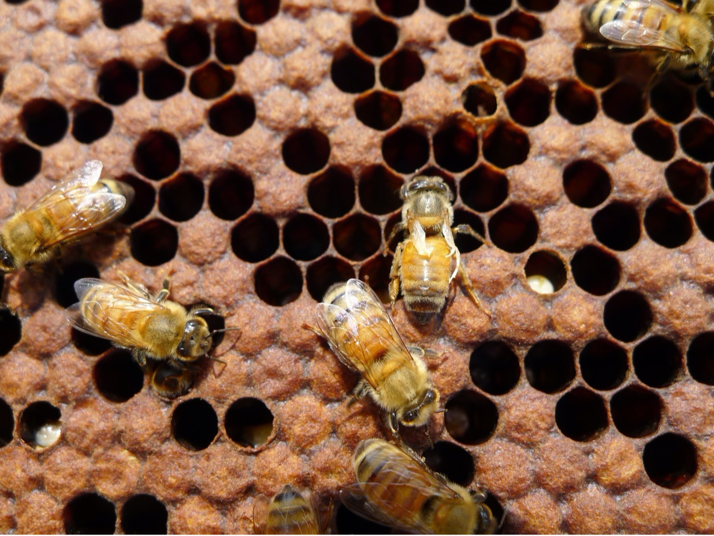A Study on Bee Drift and Mite Immigration: Part 1 - Scientific Beekeeping