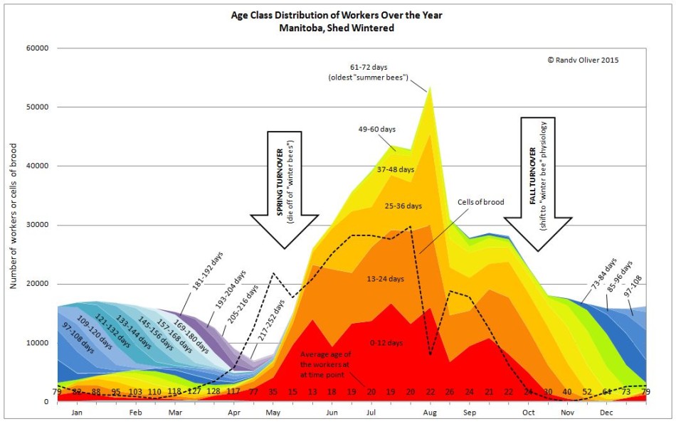 Colony Demography - Scientific Beekeeping