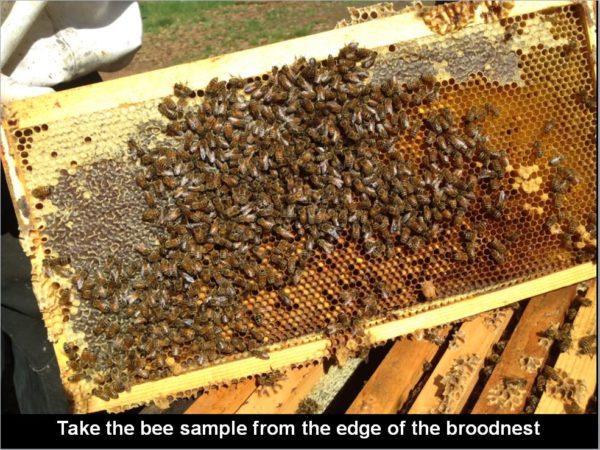 First year beekeeping - Scientific Beekeeping