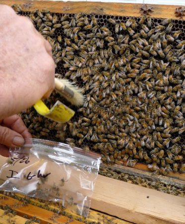 Sick Bees - Part 13: Simple Microscopy of Nosema for Beekeepers ...