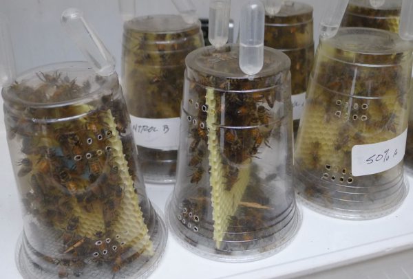 Scientific Beekeeping - Beekeeping Through The Eyes of a Biologist