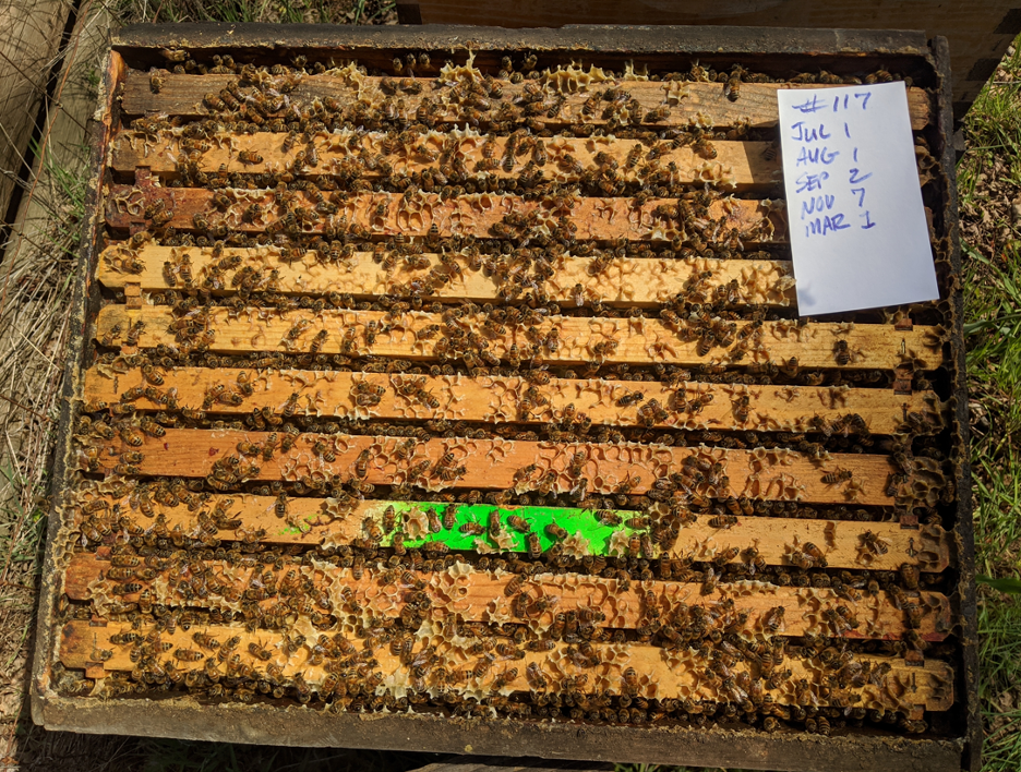 Walking the Walk Selective Breeding for Mite Resistance; 2022 Update ...