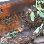 Video of yellow-legged hornets at John Kefuss' hive in France ...