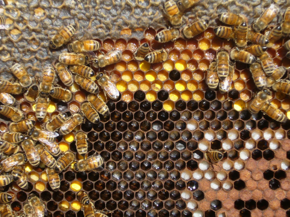 Fat Bees - Part 1 - Scientific Beekeeping