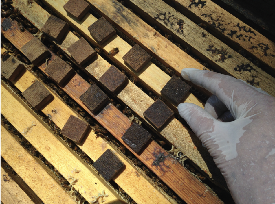 Thymol — a New Application Method? Part 1 - Scientific Beekeeping