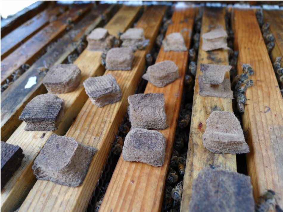 Thymol — a New Application Method? Part 1 - Scientific Beekeeping