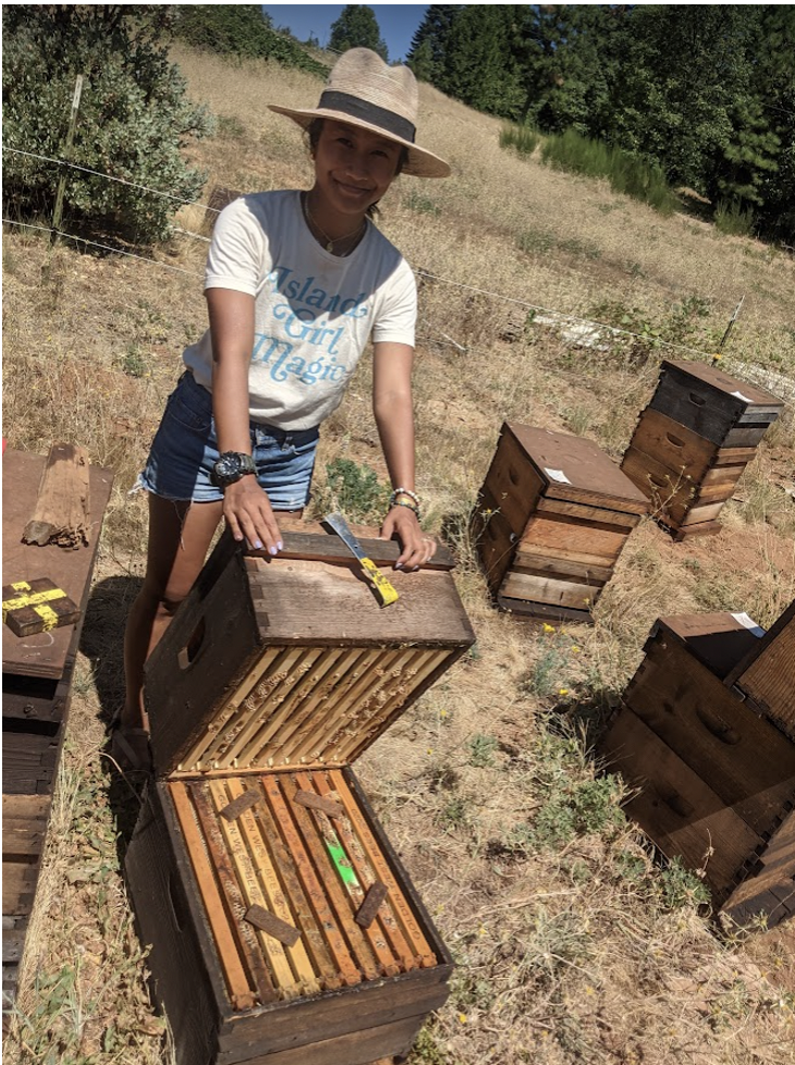 Thymol — A new application method? Part 2 - Scientific Beekeeping