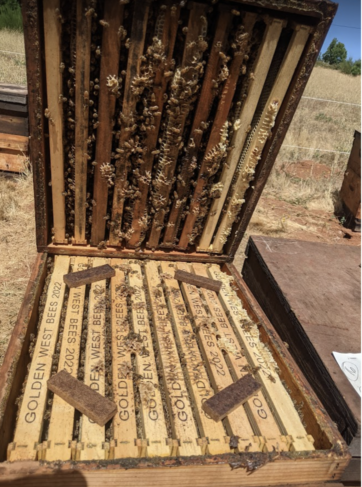 Thymol — A new application method? Part 2 - Scientific Beekeeping