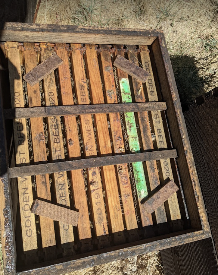 Thymol — A new application method? Part 2 - Scientific Beekeeping