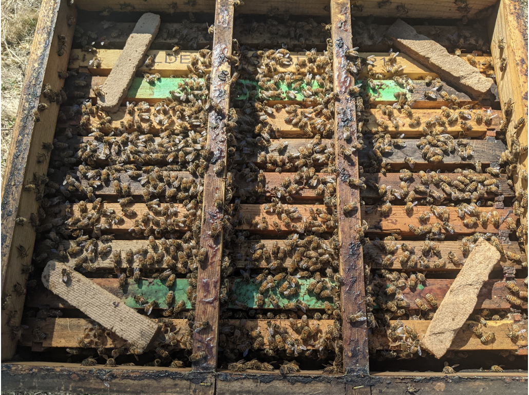 Thymol — A new application method? Part 2 - Scientific Beekeeping