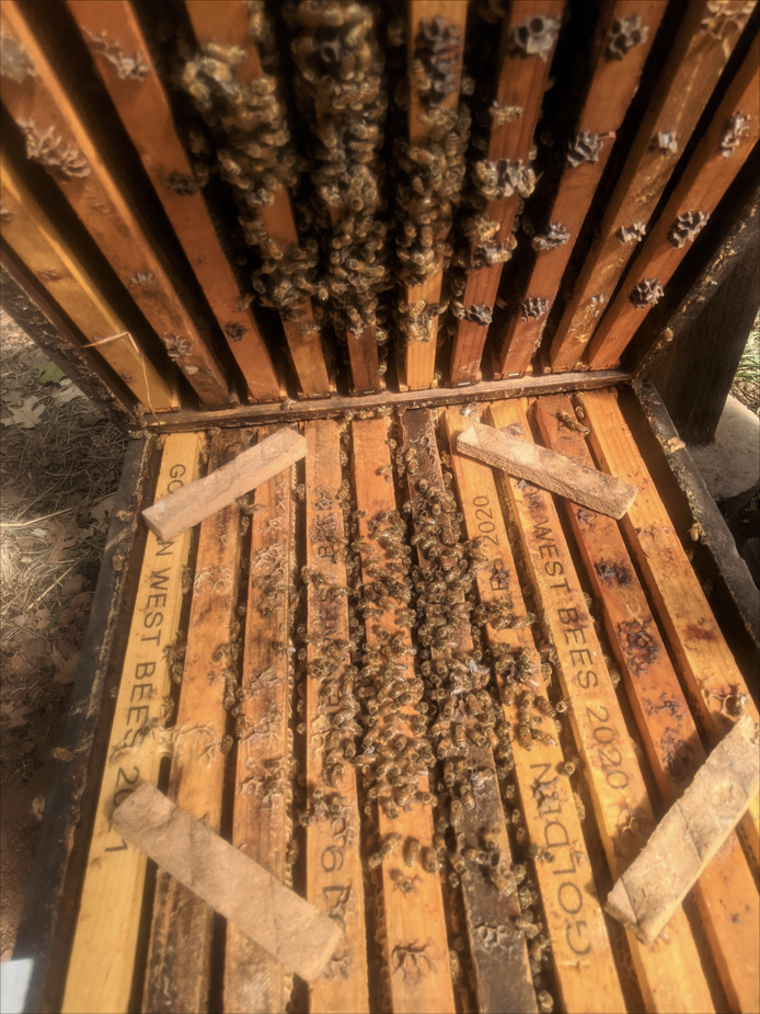 Thymol — A new application method? Part 2 - Scientific Beekeeping