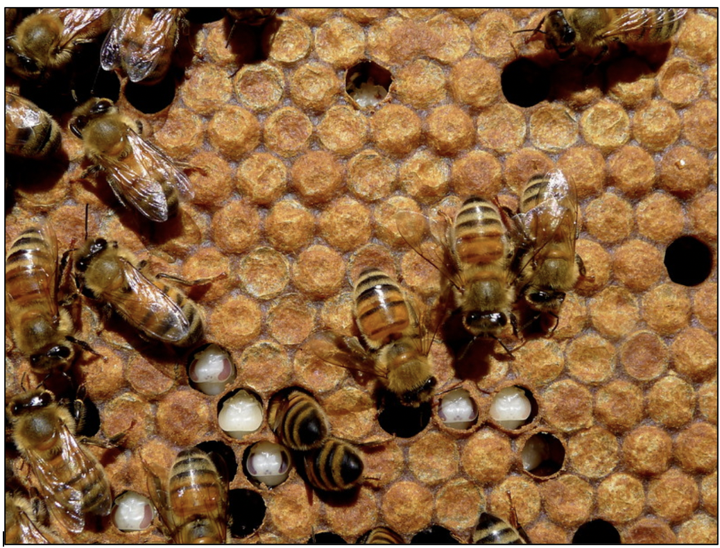 Selective Breeding for Mite Resistance, Part 2; Mite Resistance and ...