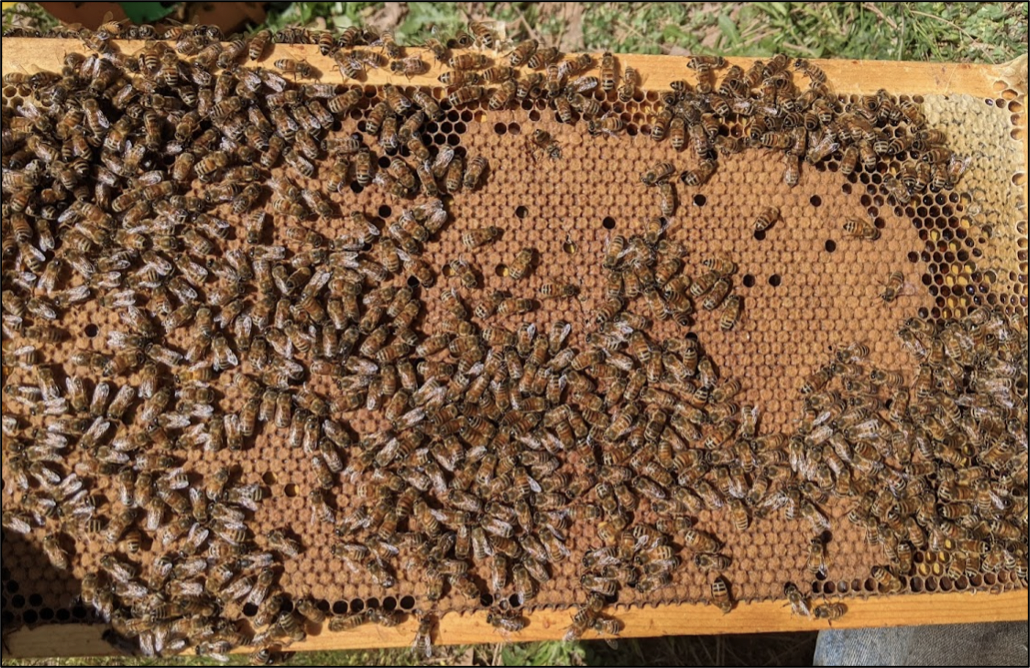 Selective Breeding for Mite Resistance, Part 2; Mite Resistance and ...