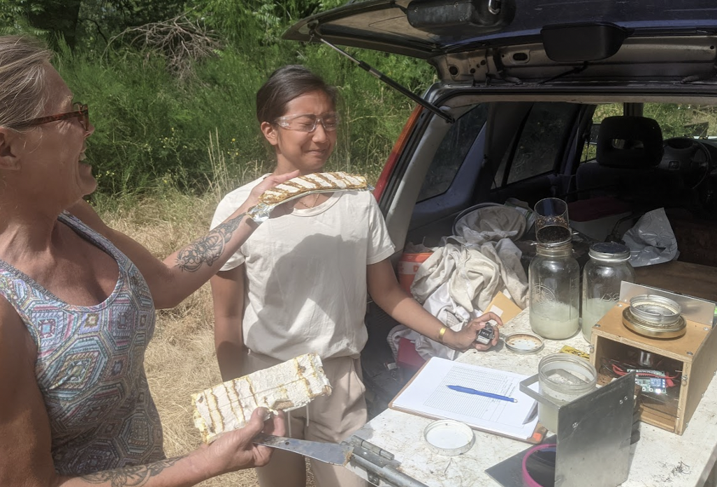 Formic Pro and Queens in Hot Weather - Scientific Beekeeping