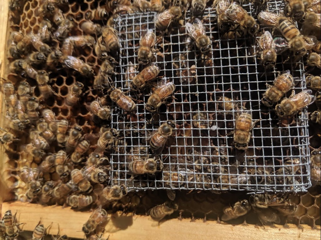Formic Pro and Queens in Hot Weather - Scientific Beekeeping