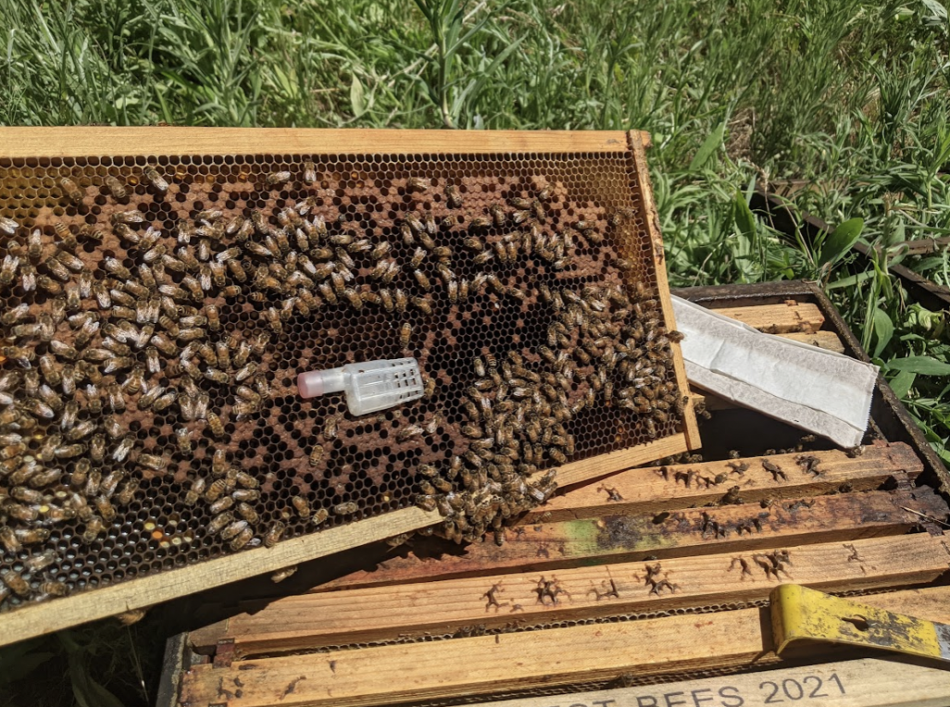 Formic Pro and Queens in Hot Weather - Scientific Beekeeping
