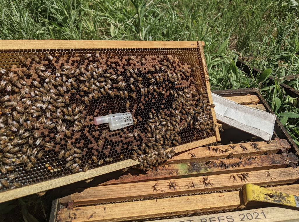 Formic Pro and Queens in Hot Weather - Scientific Beekeeping