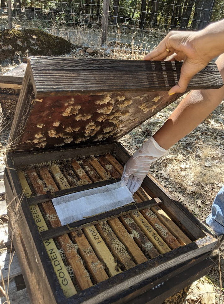 Formic Pro and Queens in Hot Weather - Scientific Beekeeping