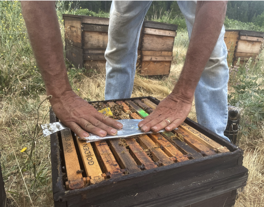 Formic Pro and Queens in Hot Weather - Scientific Beekeeping